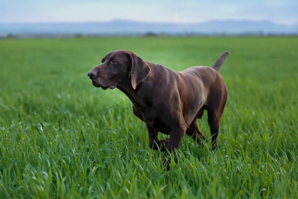 A Guide To Dog Sports And Outdoor Dog Activities L Vital Essentials A Guide To Dog Sports And Outdoor Dog Activities L Vital Essentials