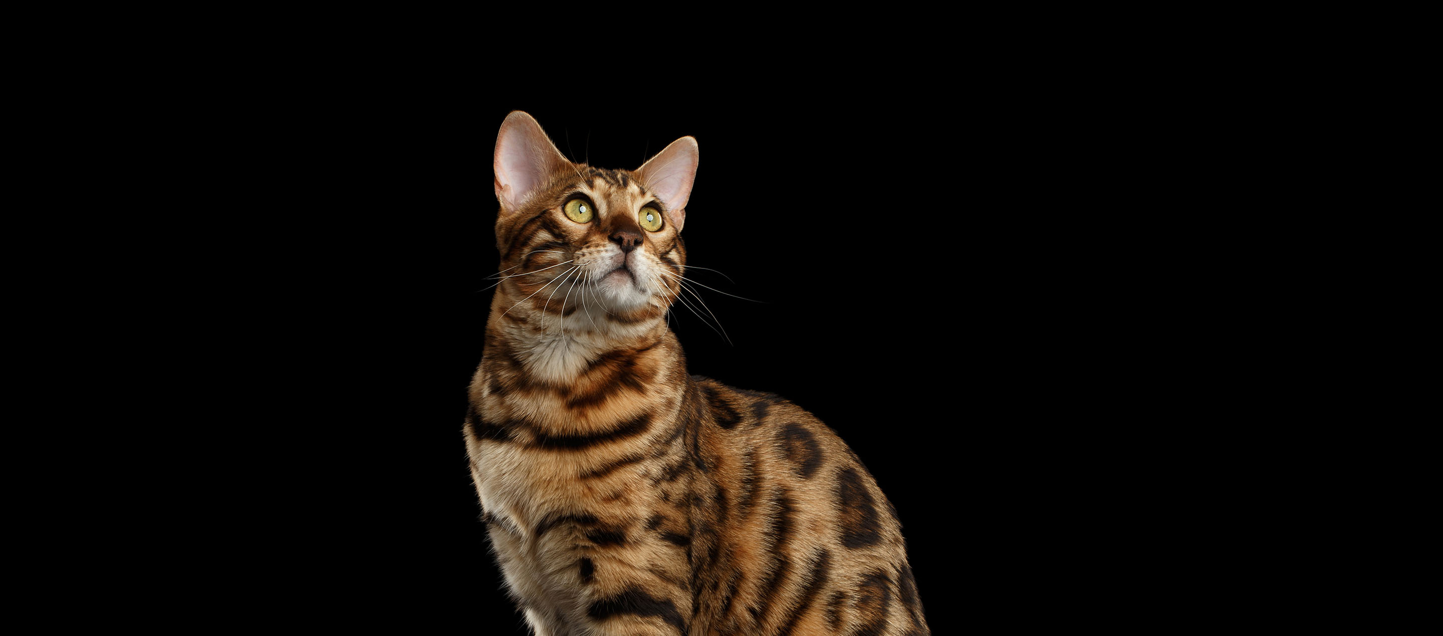 Wild Hybrid Cat Breeds L Bengals Savannahs And More Vital Essentials