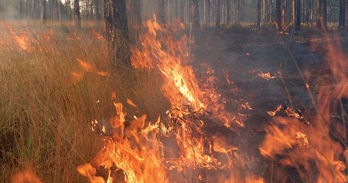 Wildfires and Insurance