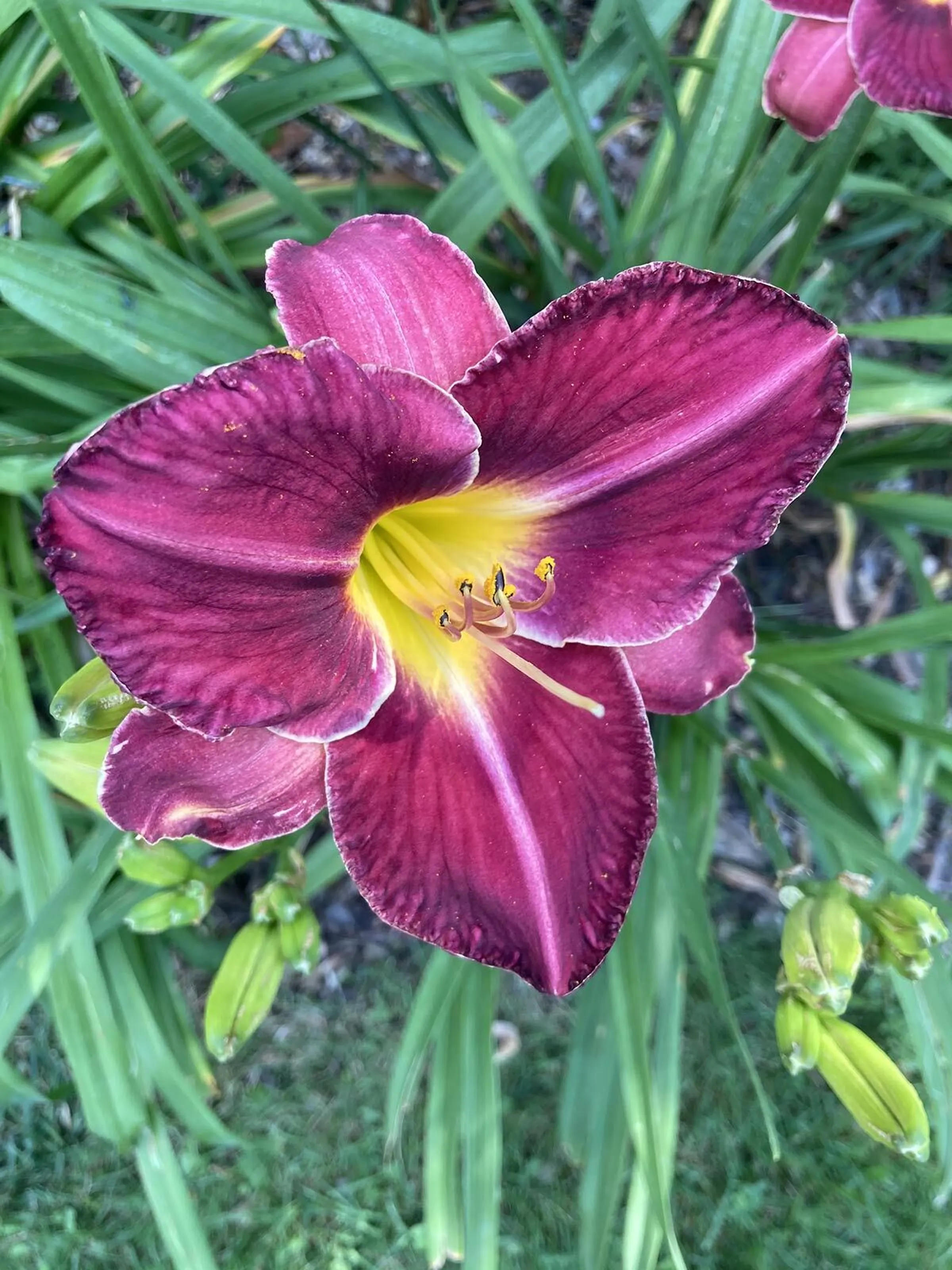 “Summer Splendor” garden tour highlights local properties and personalities