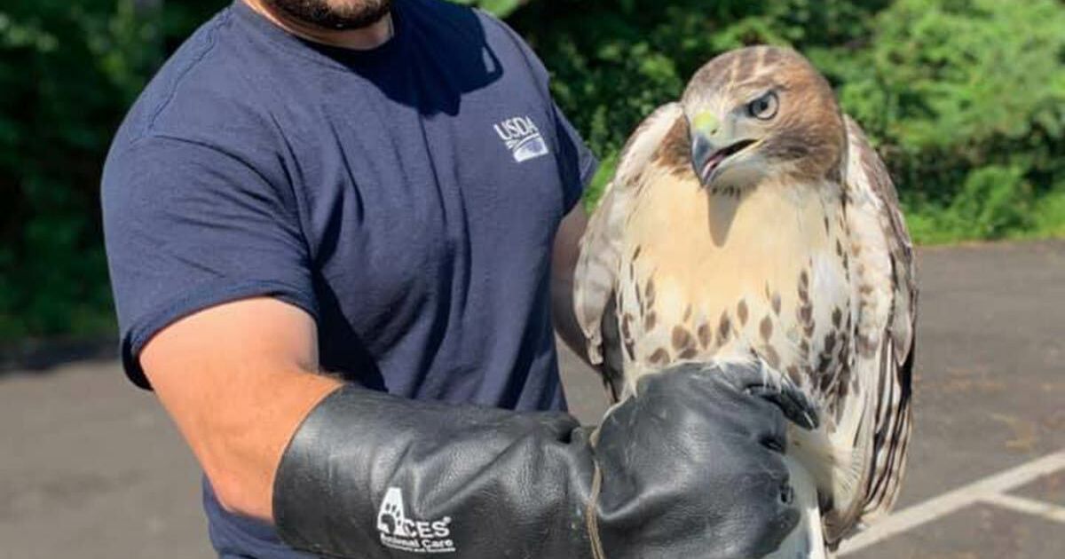 After three Main Street attacks on humans, red-tailed hawk is captured ...