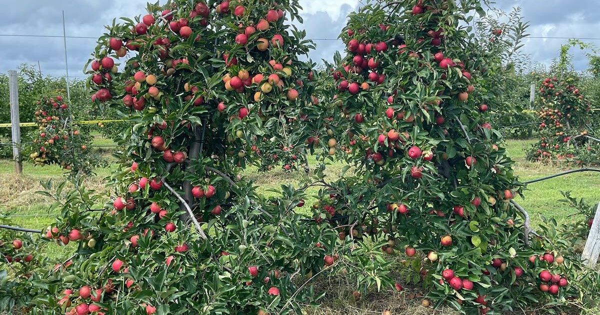 Out of town: U-pick at Windy Acres Orchard convenient and fun for families
