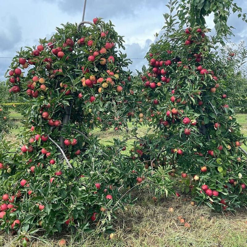 Out of town: U-pick at Windy Acres Orchard convenient and fun for families