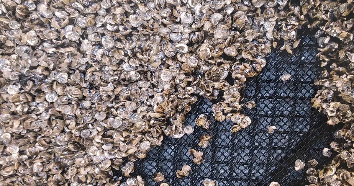 Community-driven FLUPSY floats debut at Woodbine Marina, filtering ...