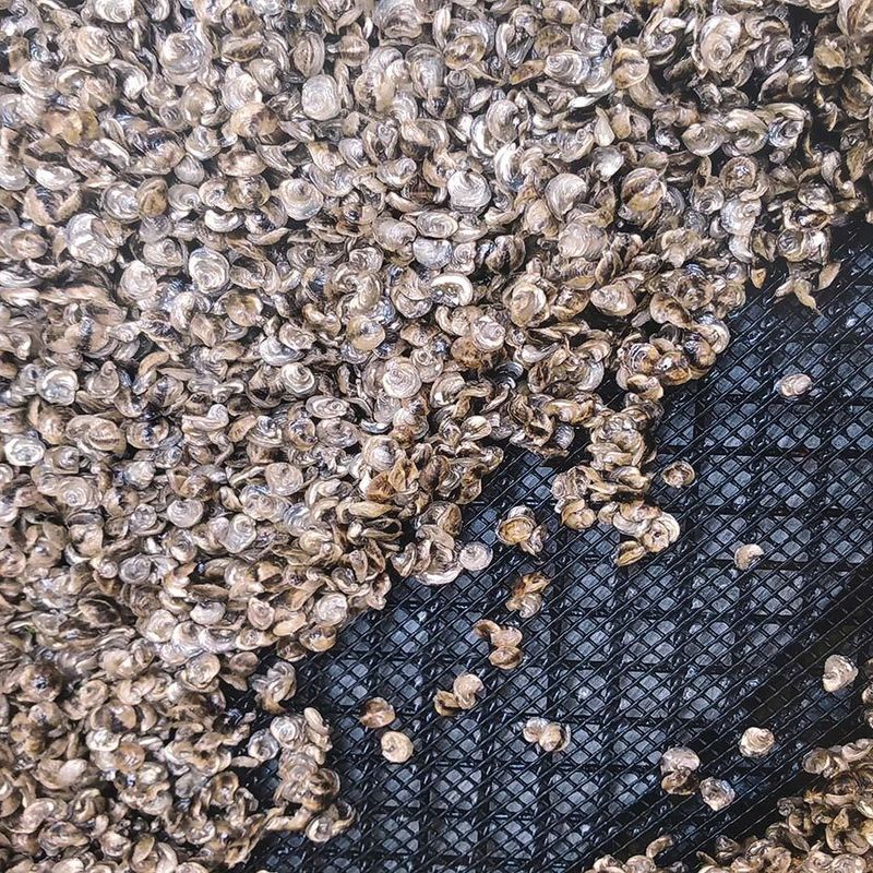 Community-driven FLUPSY floats debut at Woodbine Marina, filtering ...