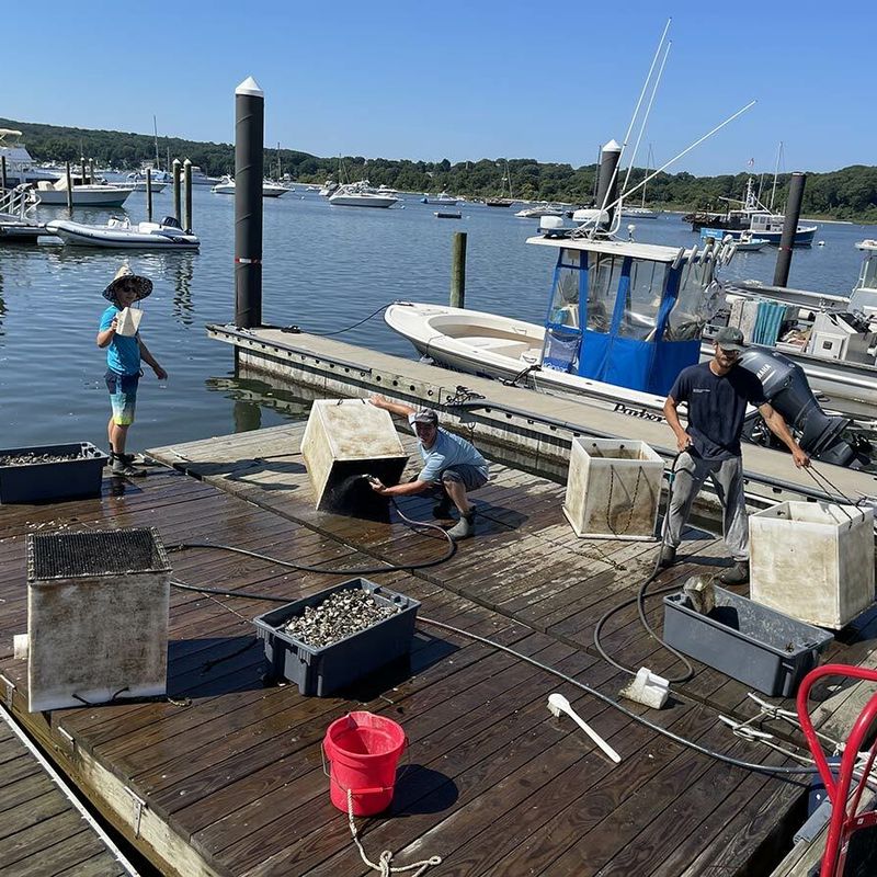 Second round of FLUPSY oysters added to Northport Harbor