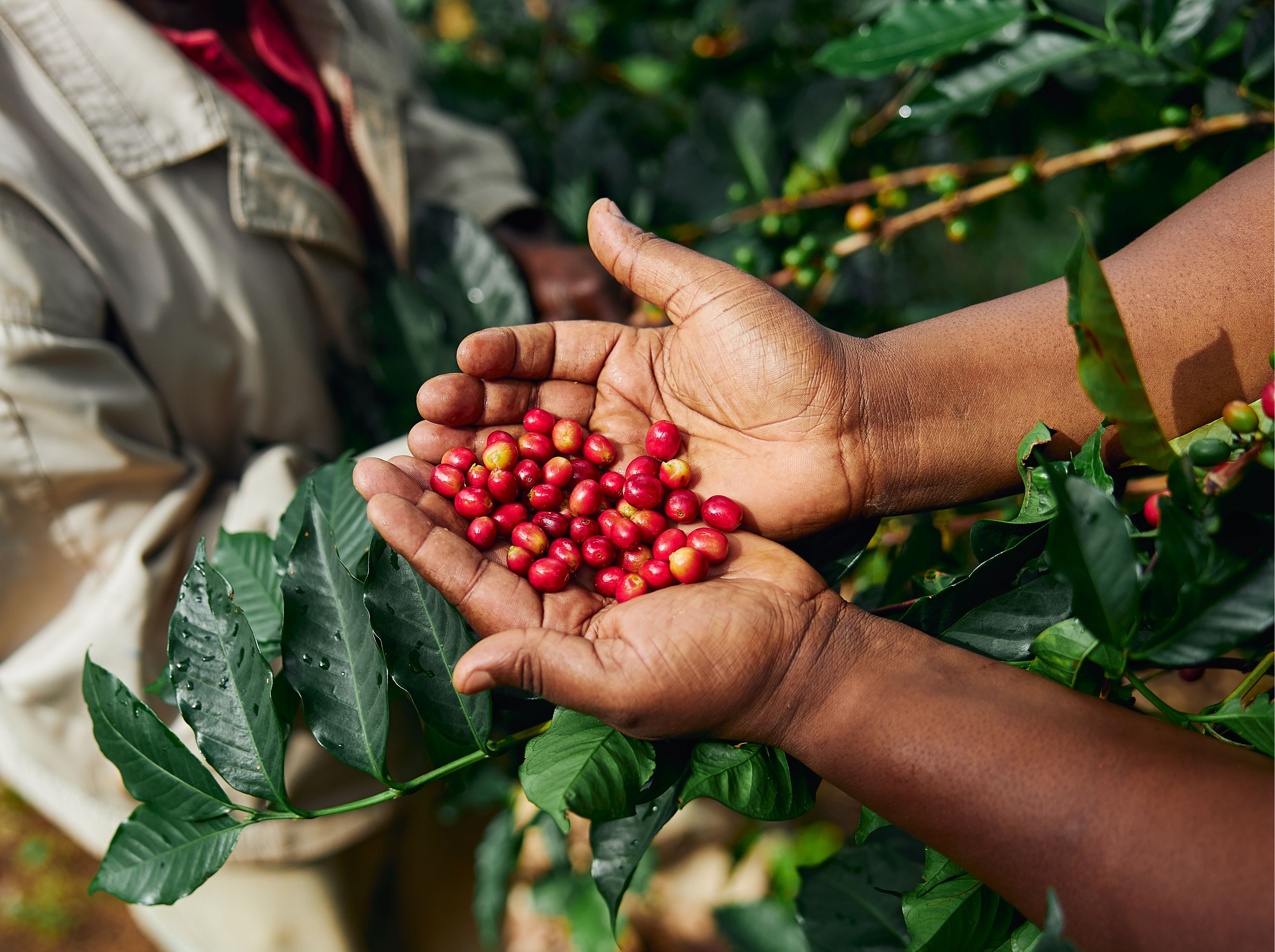 Sourcing Ethical Coffee: What It Really Means & Why It Matters