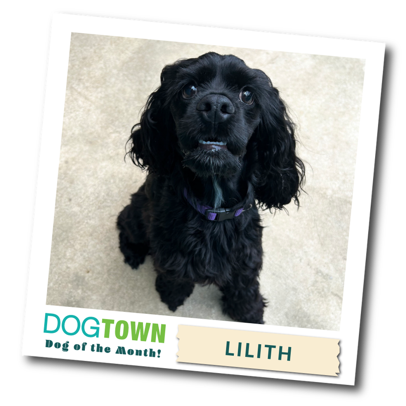 Dogtown Huber Heights