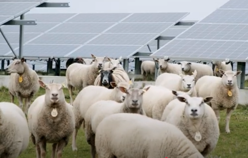 Can Sheep Make Solar Farms More Efficient? | EnergySage