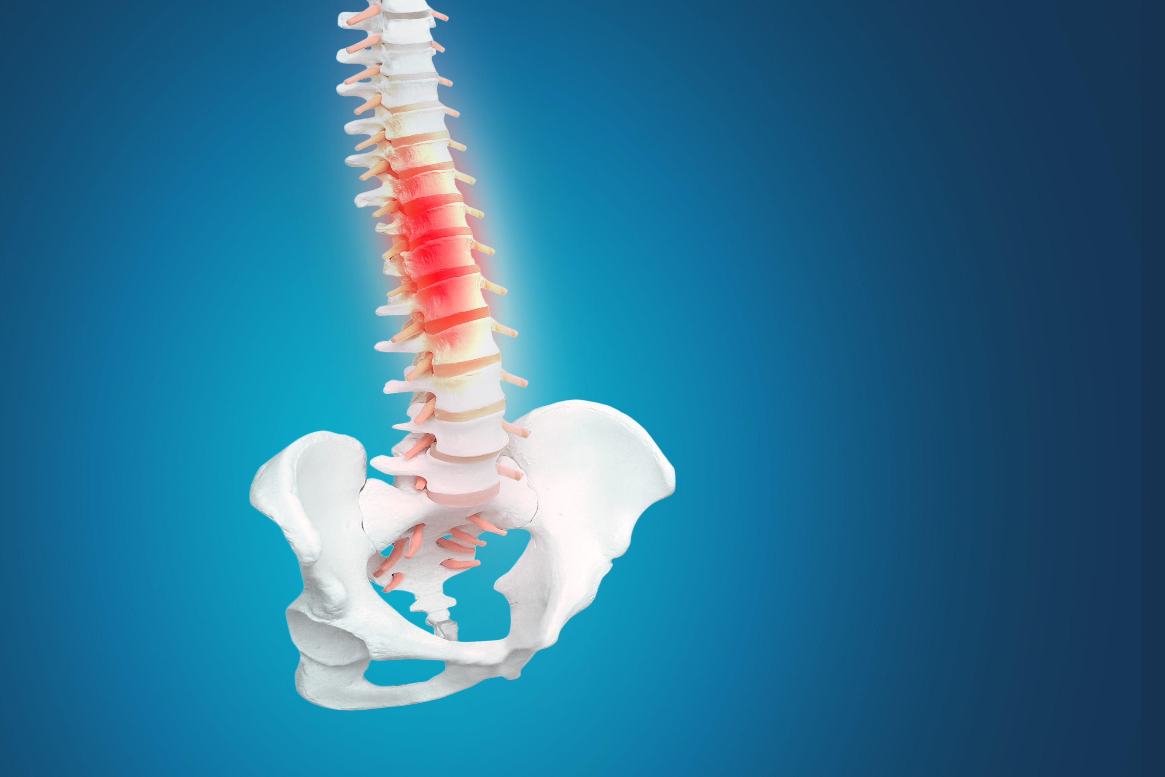 Human Anatomy Back Pain