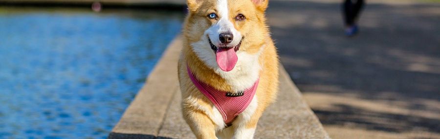 Does Your Dog Speak Spanish? Pet Commands in Five Languages