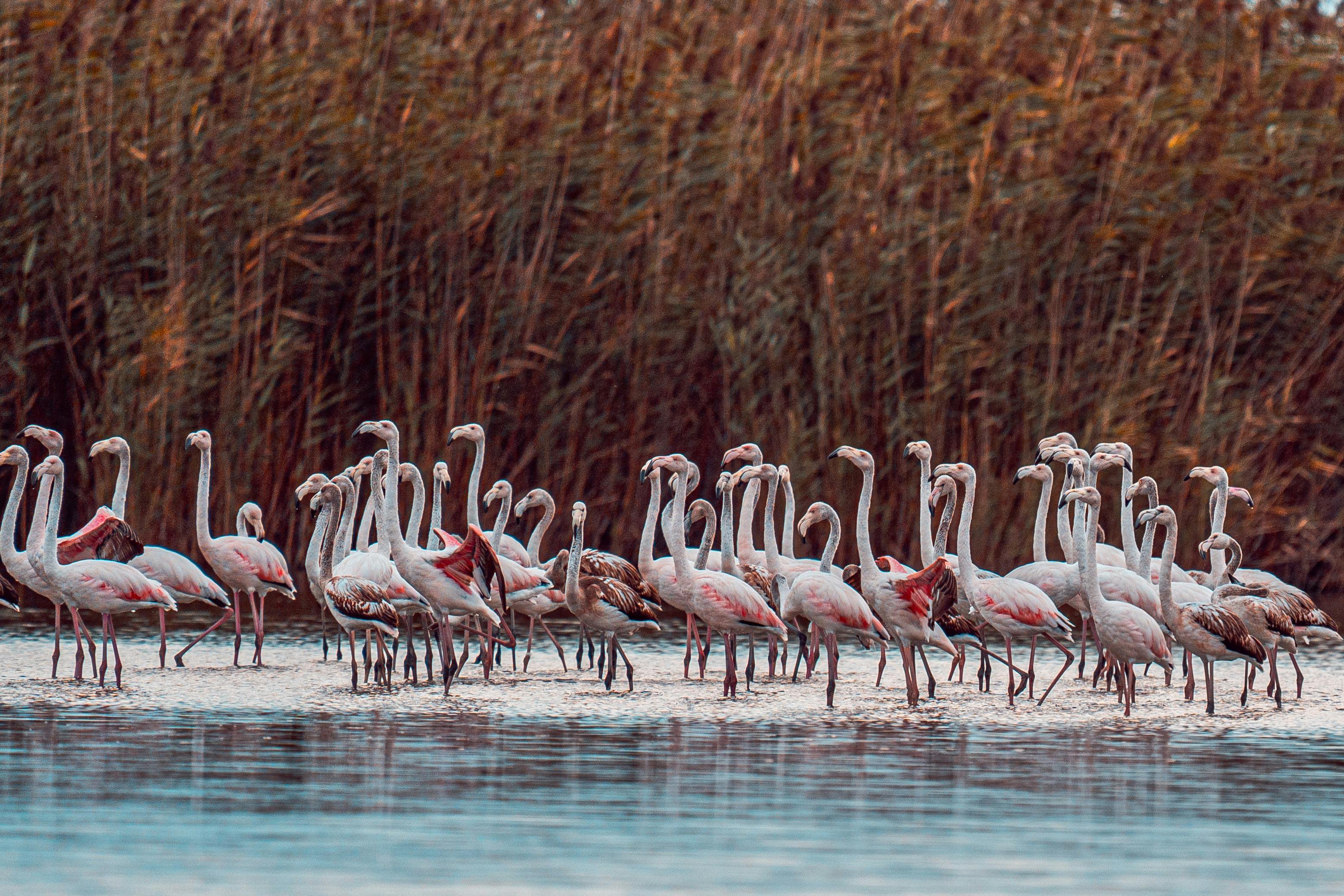 How to use the future perfect tense in Brazilian Portuguese?