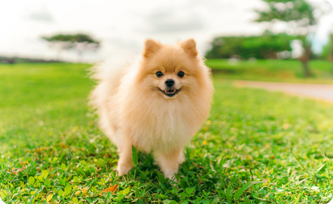 Pomeranian Dog Temperament Exercise And Grooming Pomeranian: Breed