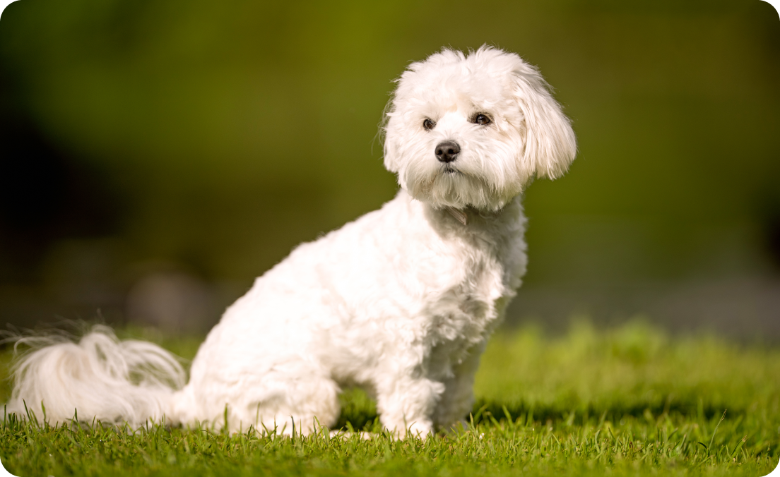 White Maltese Dog White Maltese Dog