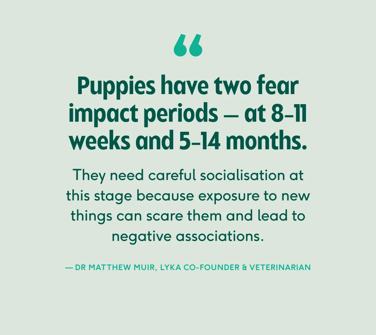 Force-free puppy training: what the experts want you to know | Lyka Blog