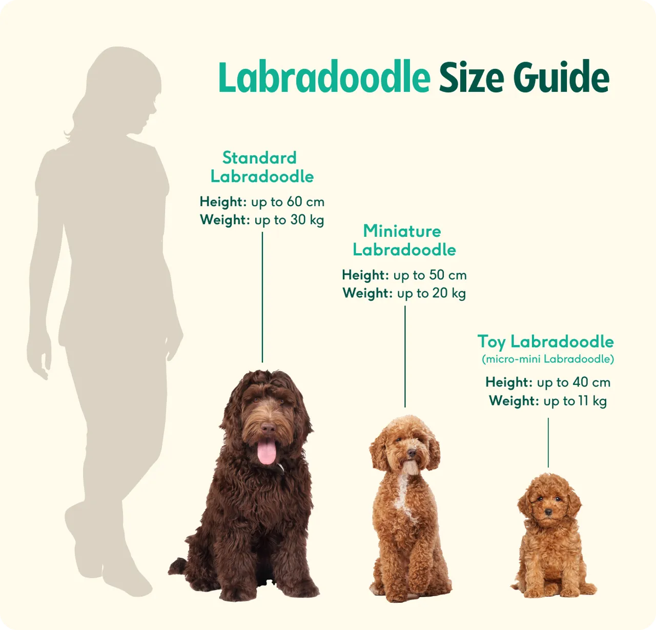 Your holistic guide to owning a Labradoodle | Lyka Blog