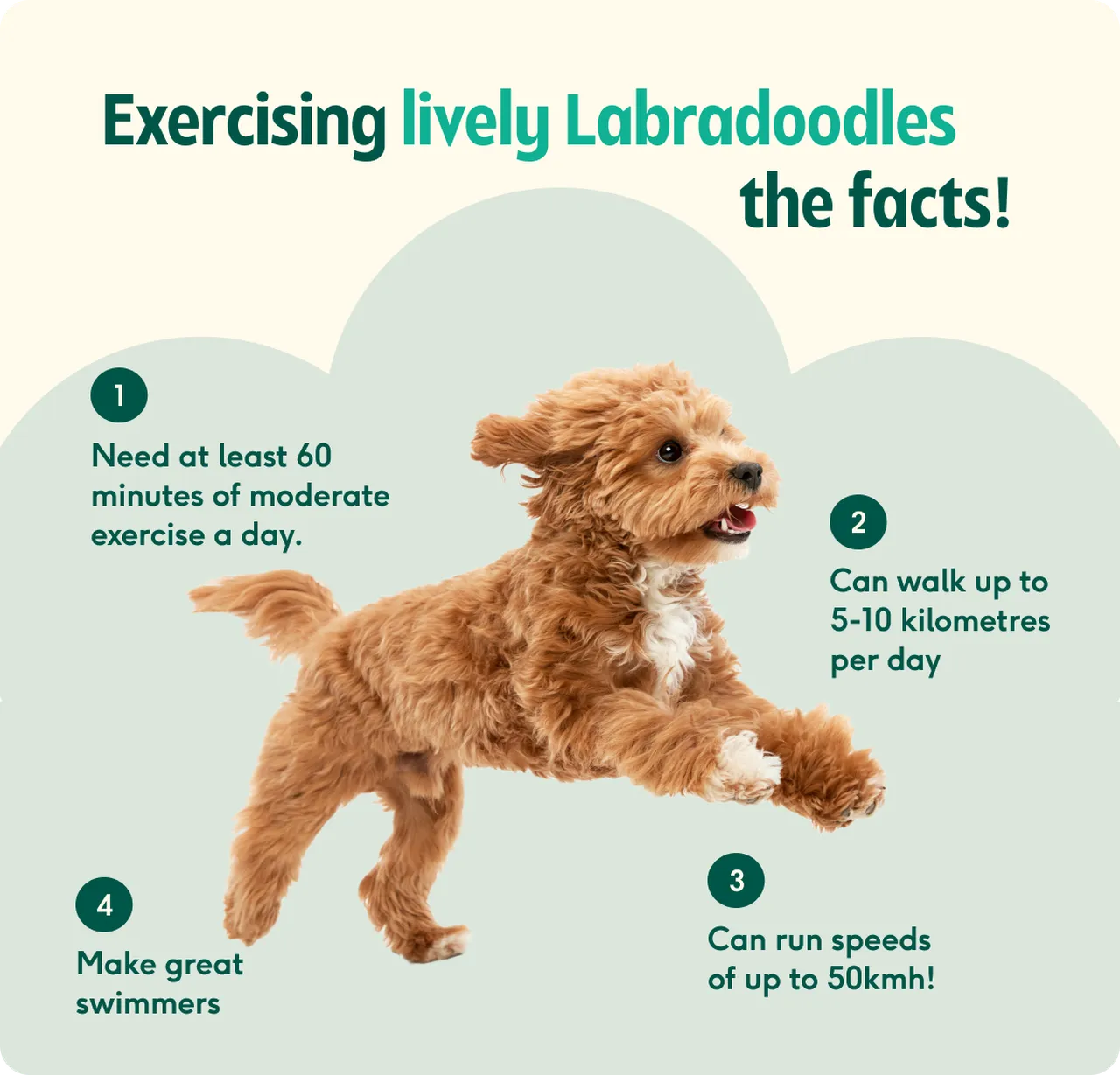 Your holistic guide to owning a Labradoodle | Lyka Blog