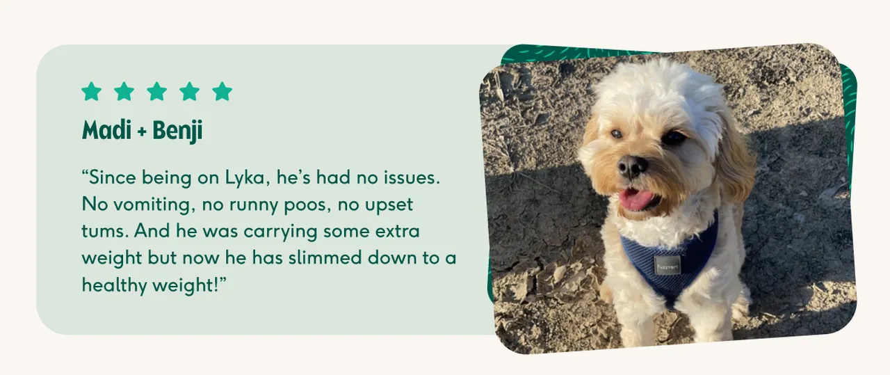 The real cost of chronic illness in dogs and how you can prevent it ...