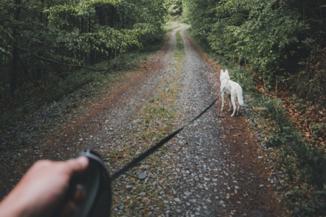 Dog-friendly walk at Yarra Bend Park | Lyka Blog