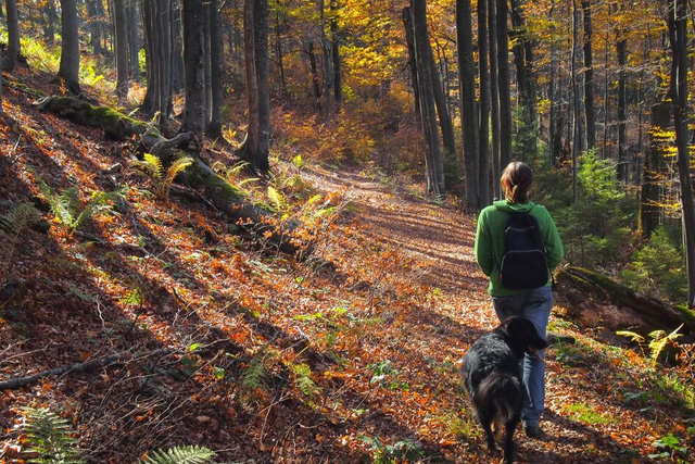 The next dog friendly walk pupper needs - Karawatha Forest (Brisbane ...