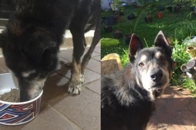 How Lyka's fresh recipes supported Donnie's skin and coat health | Lyka Blog