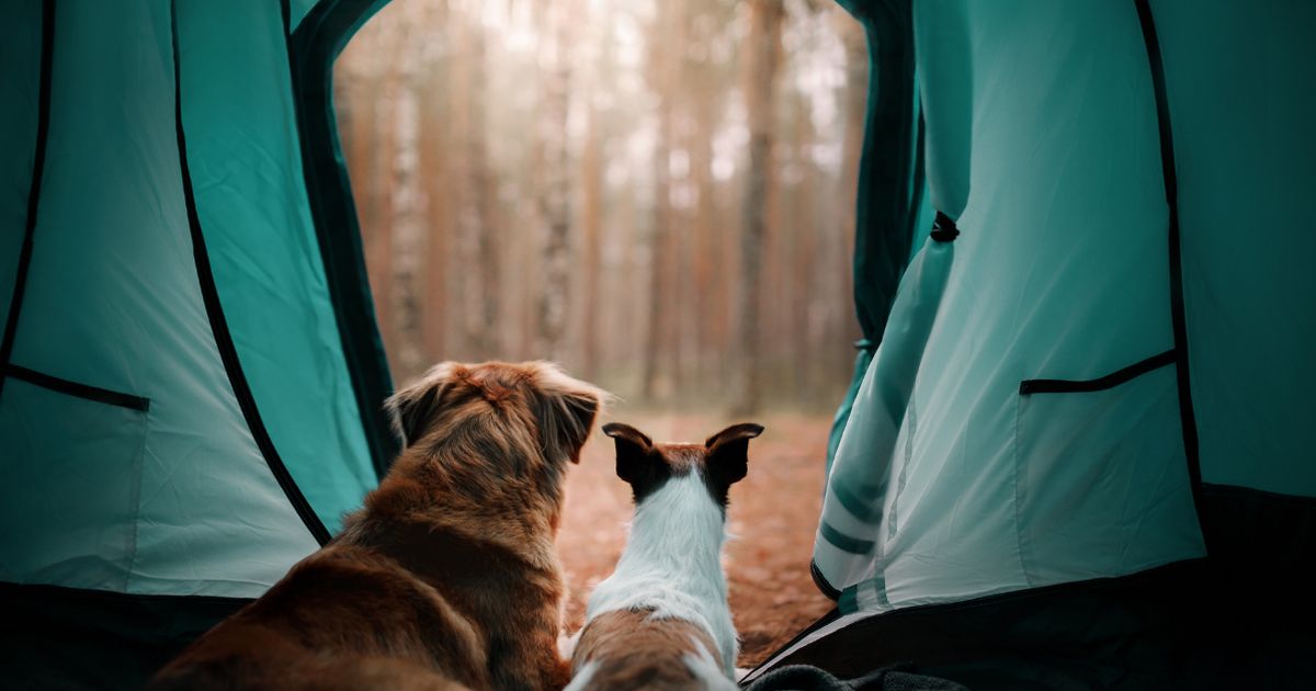 Camping with your dog at Wingello State Forest | Lyka Blog