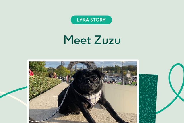 How fresh food fuelled Zuzu the globetrotting pup | Lyka Blog
