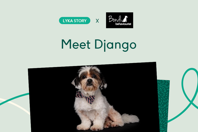 How fresh food improved Django's behaviour and energy levels | Lyka Blog