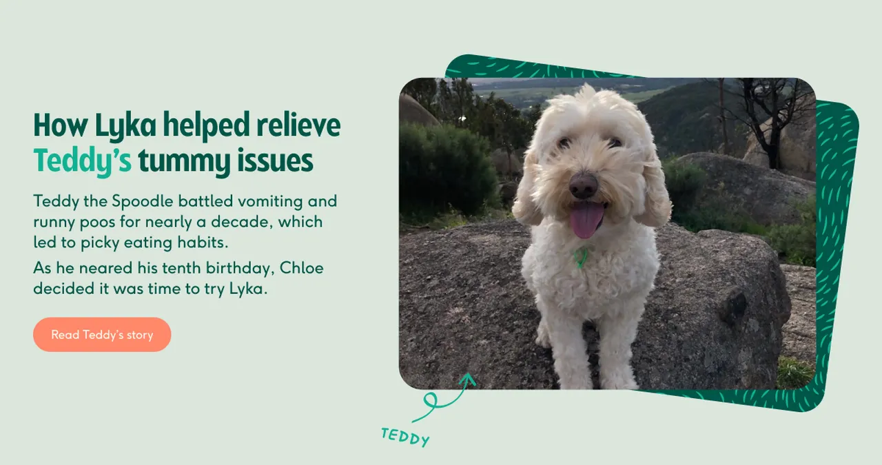 Sensitive stomachs in dogs: how to relieve your pup's discomfort | Lyka Blog