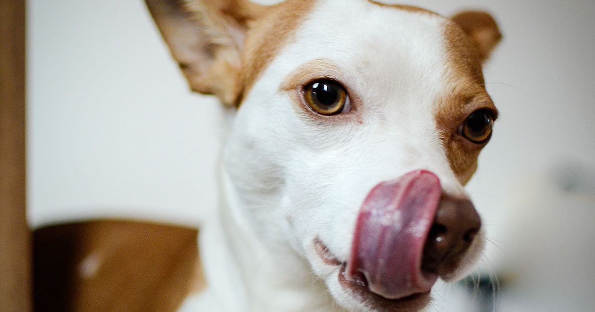 Dog-safe chocolate recipes for Easter | Lyka Pet Food | Lyka Blog