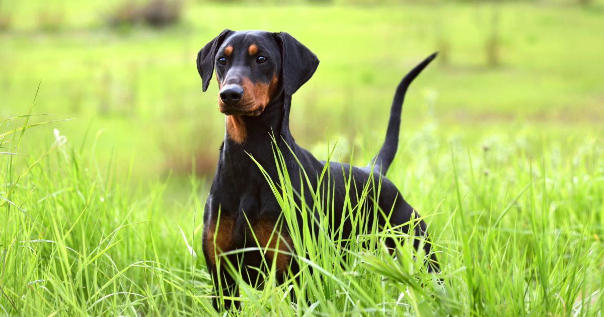 Let's explore your dog's anatomy | Lyka Blog