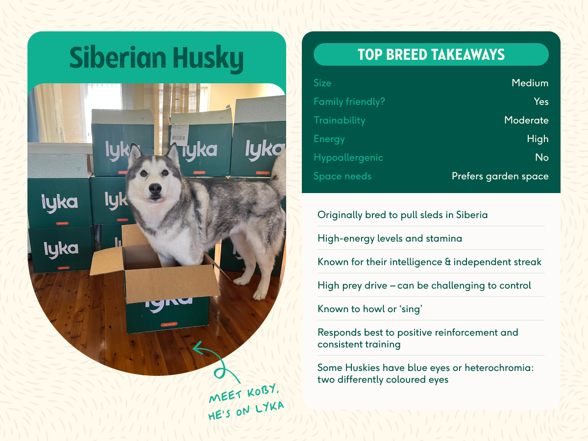 Husky Soladach Dubh Siberian Siberian Husky Puppies For Sale | Trusted