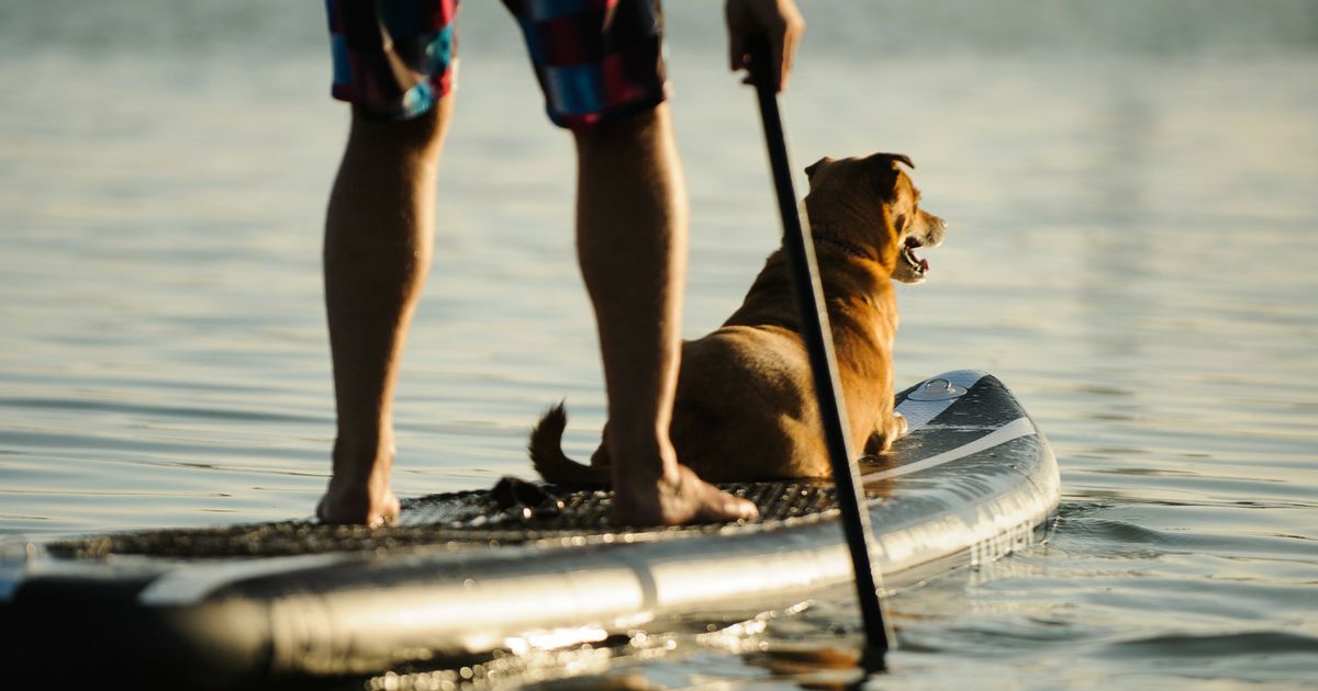 7 ways to mix up your dog's exercise routine | Lyka Blog