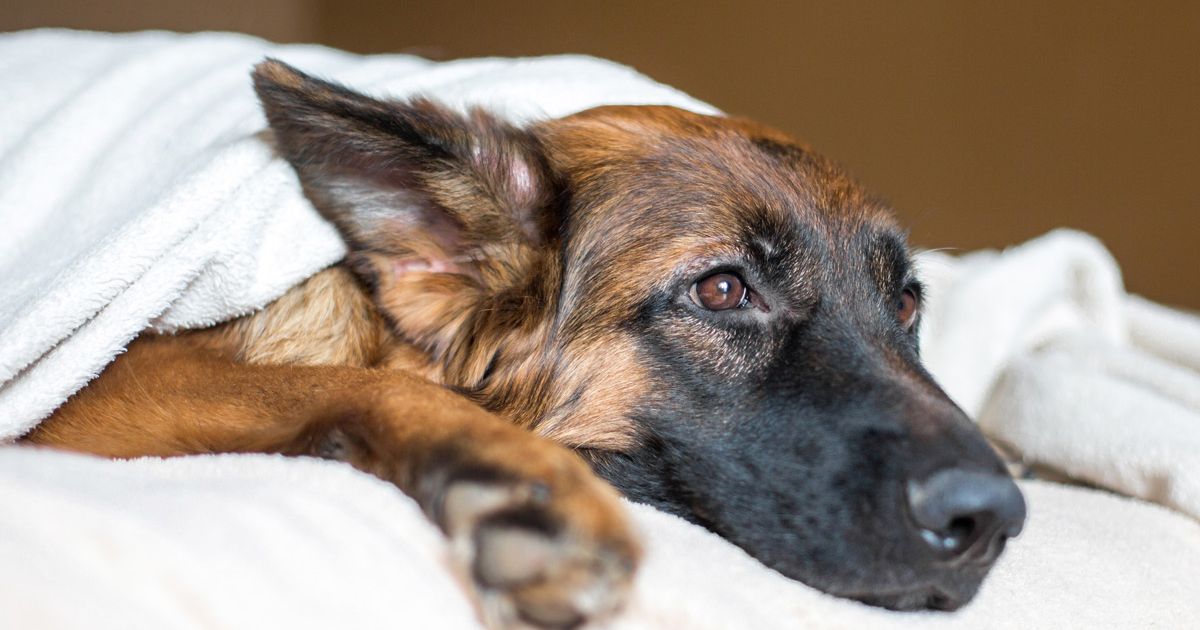 6 dog viruses to know about | Lyka Blog