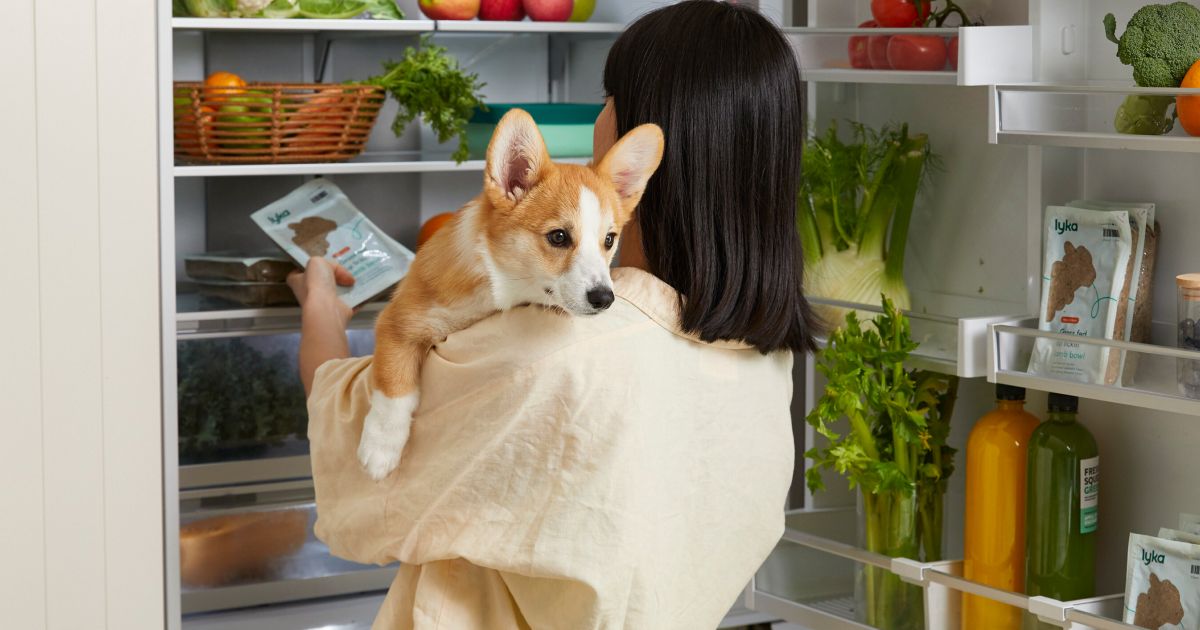 What is your dog’s gut-brain axis? | Lyka Blog