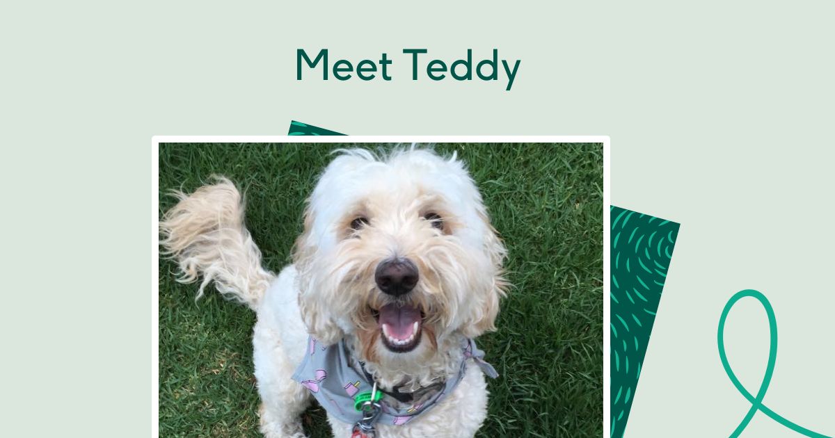 How real food helped Teddy say goodbye to vomits and runny poos | Lyka Blog