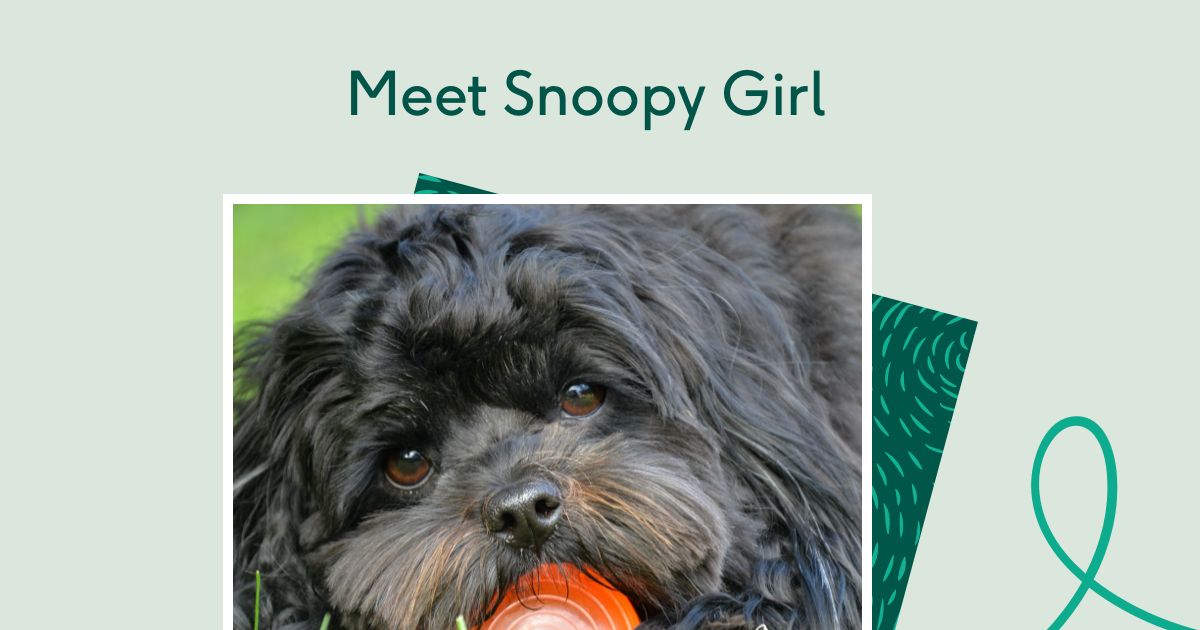 Snoopy Girl's transformation from bliss to pain with Lyka | Lyka Blog