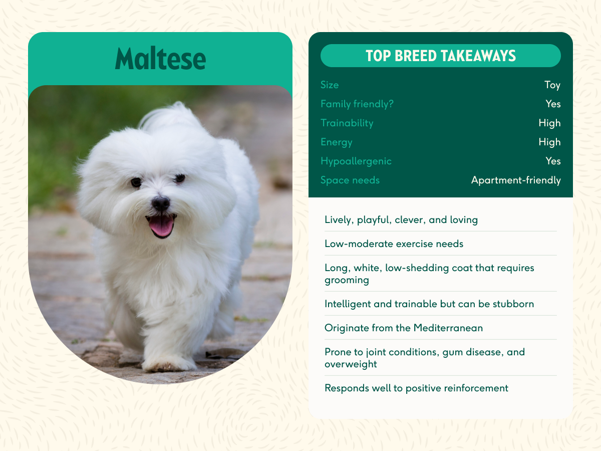 Ultimate Maltese Dog Breed Information Guide Your Dog Maltese Dogs 2.0