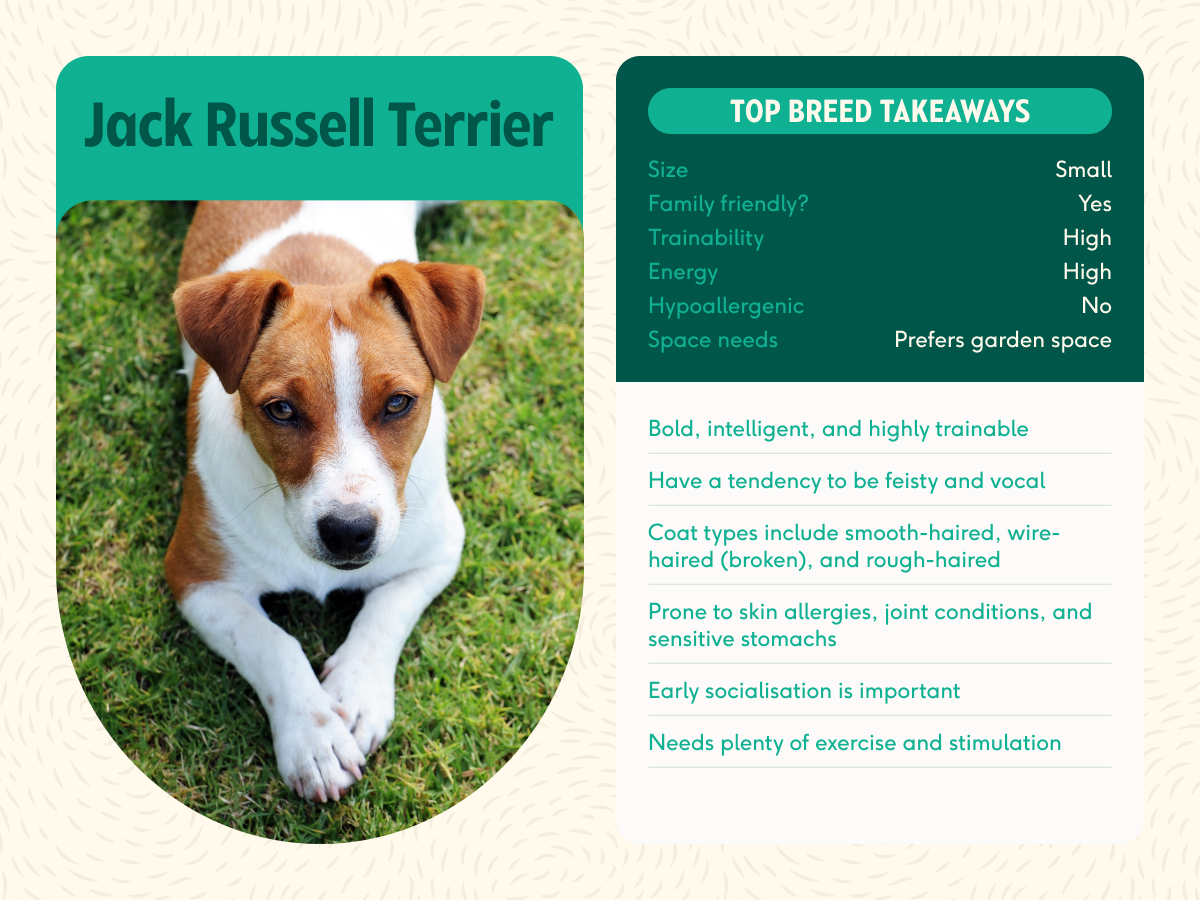 Jack Russell Growth Chart How Long Do Jack Russell Terriers Live?