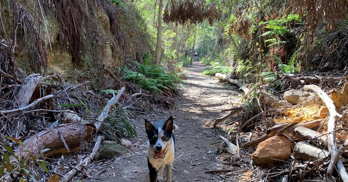 The dog-friendly Box Vale Walking Track | Lyka Blog