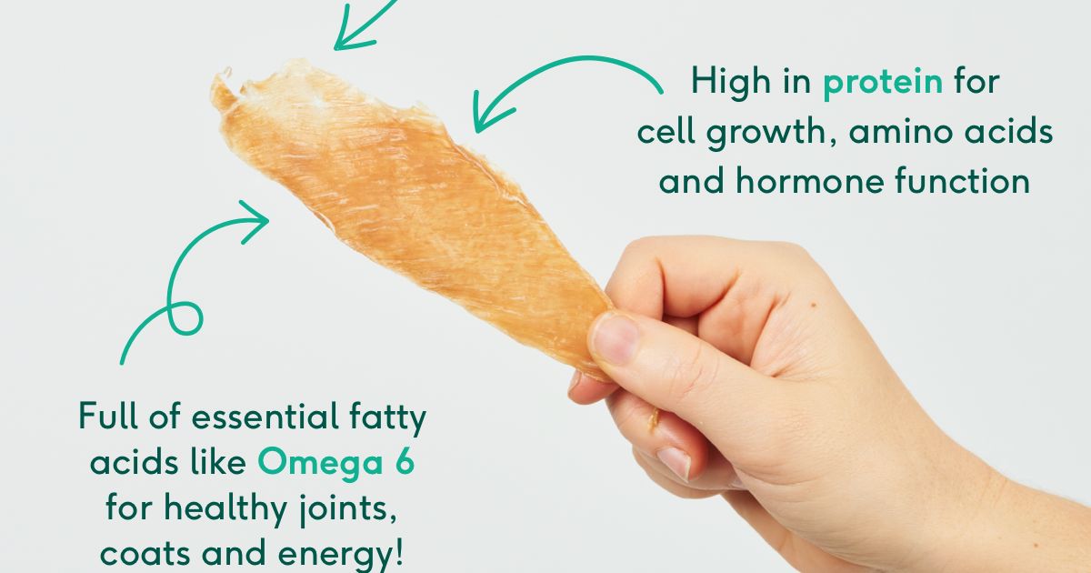 The benefits of chicken for dogs | Lyka Blog