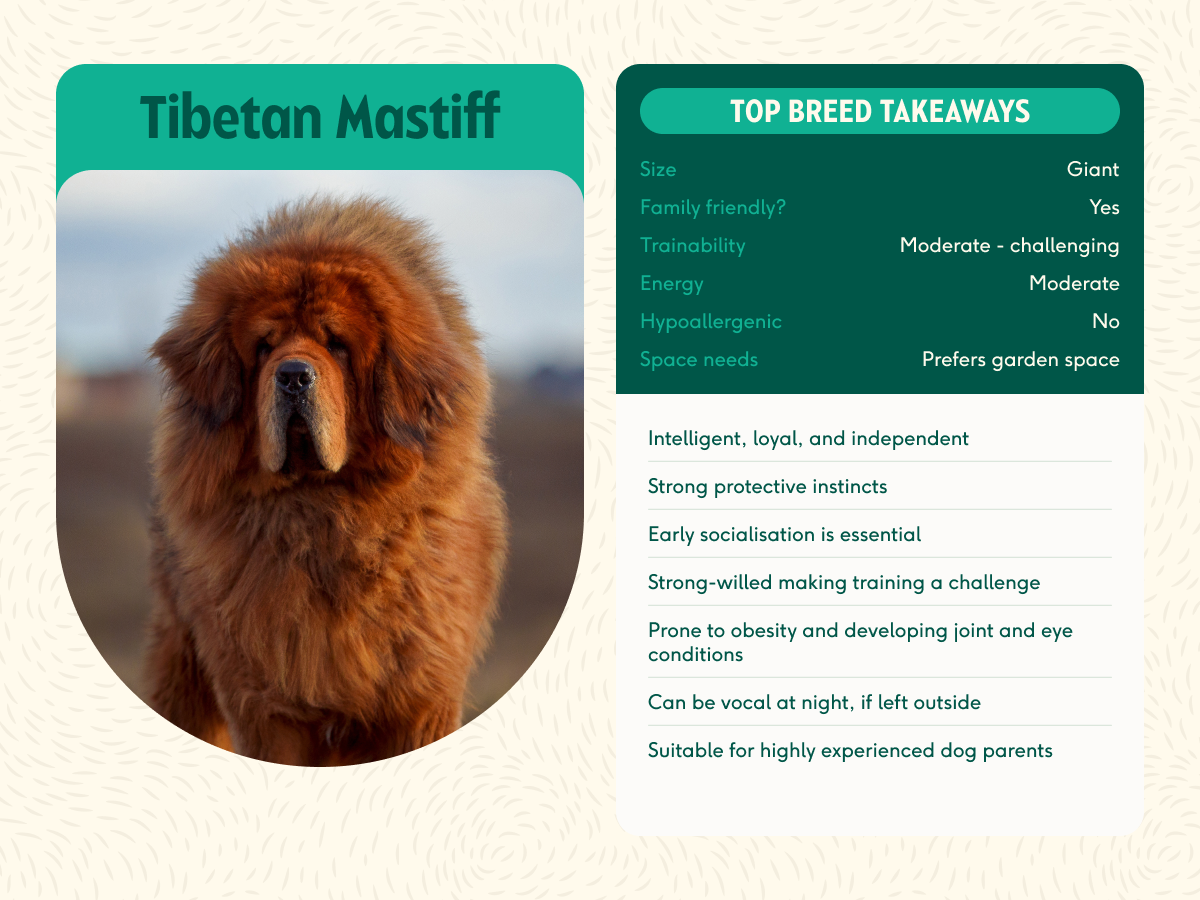 Tibetan Mastiff And Chow