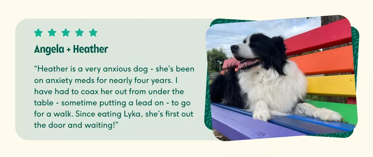 The life changing benefits of real food for dogs | Lyka Blog