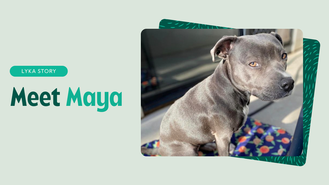 Dog & Puppy Wellness and Care Guides Reviewed by Vets | Lyka Blog