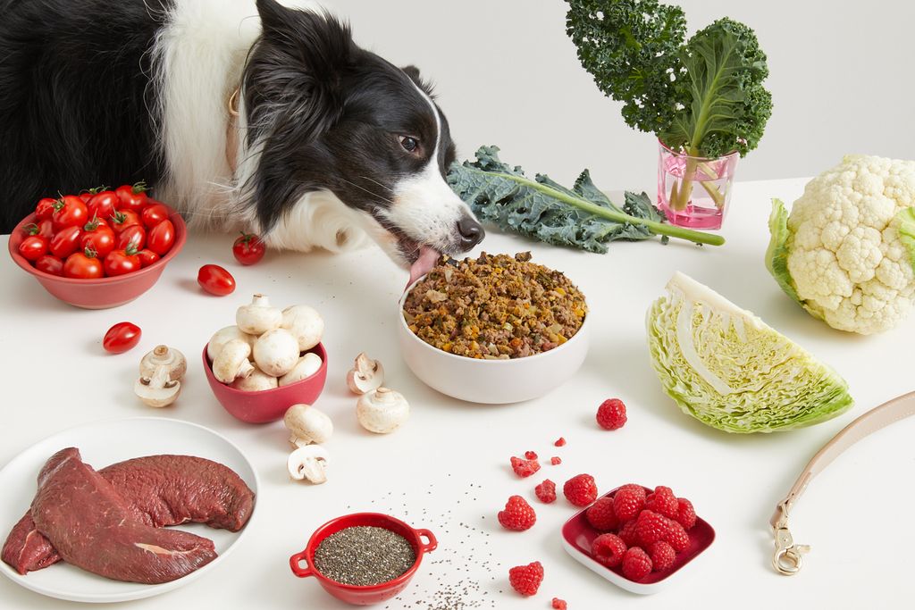 Fresh Dog Food Meals | Lyka's Healthy Recipes For Your Pup | Lyka Pet Food