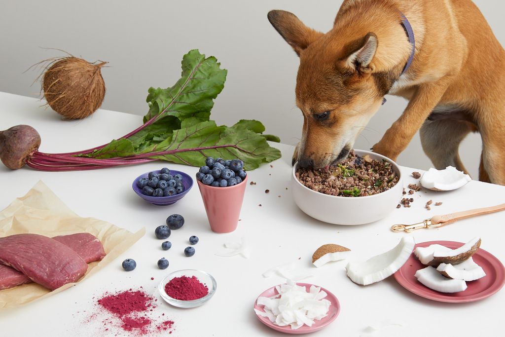 Fresh Dog Food Meals | Lyka's Healthy Recipes For Your Pup | Lyka Pet Food