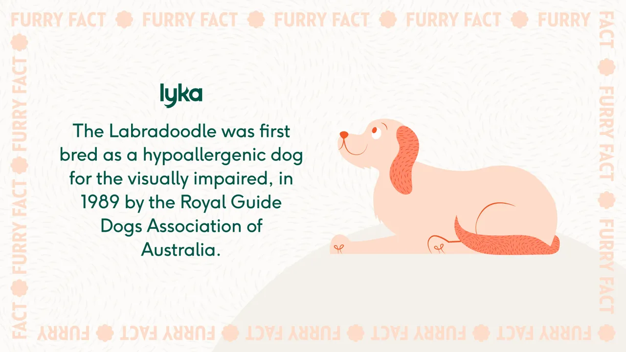 Your holistic guide to owning a Labradoodle | Lyka Blog