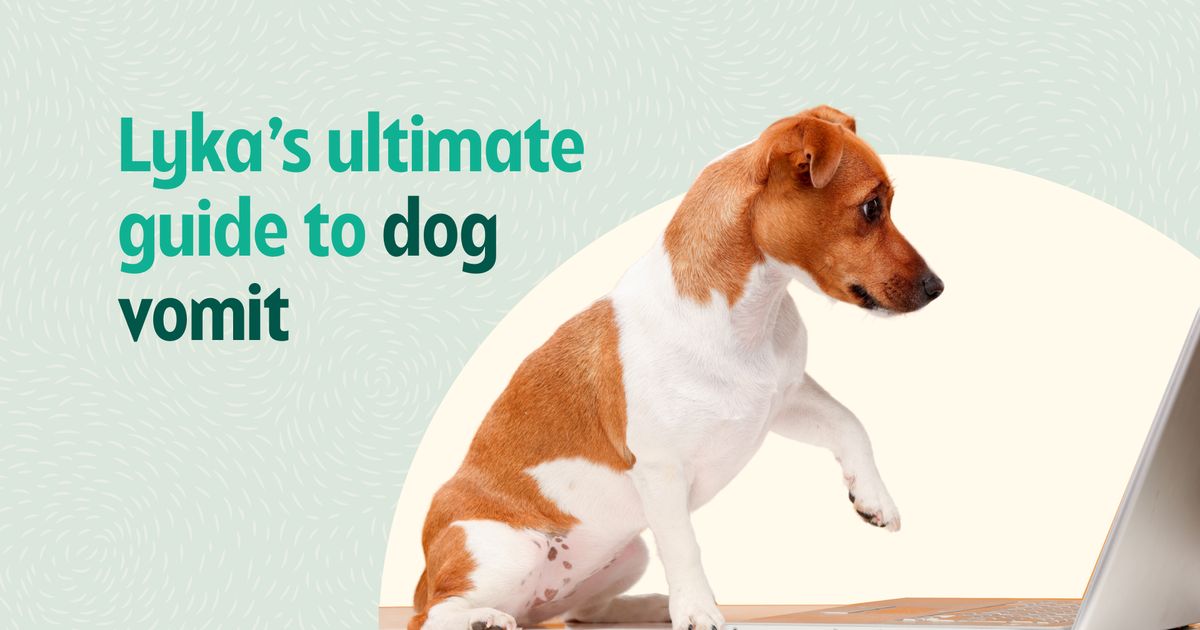 Lyka’s no-nonsense guide to dog vomit | Lyka Blog