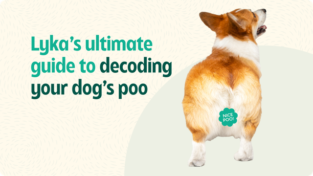 Articles & Tips for Healthy Dogs & Puppies | Lyka Blog