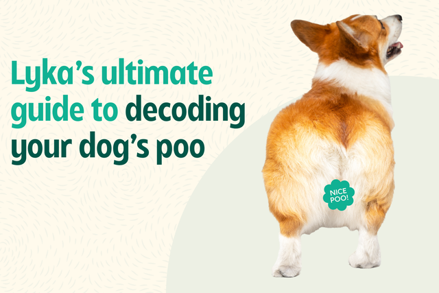Dog poo decoded: colour, consistency and smell (with charts!) | Lyka Blog